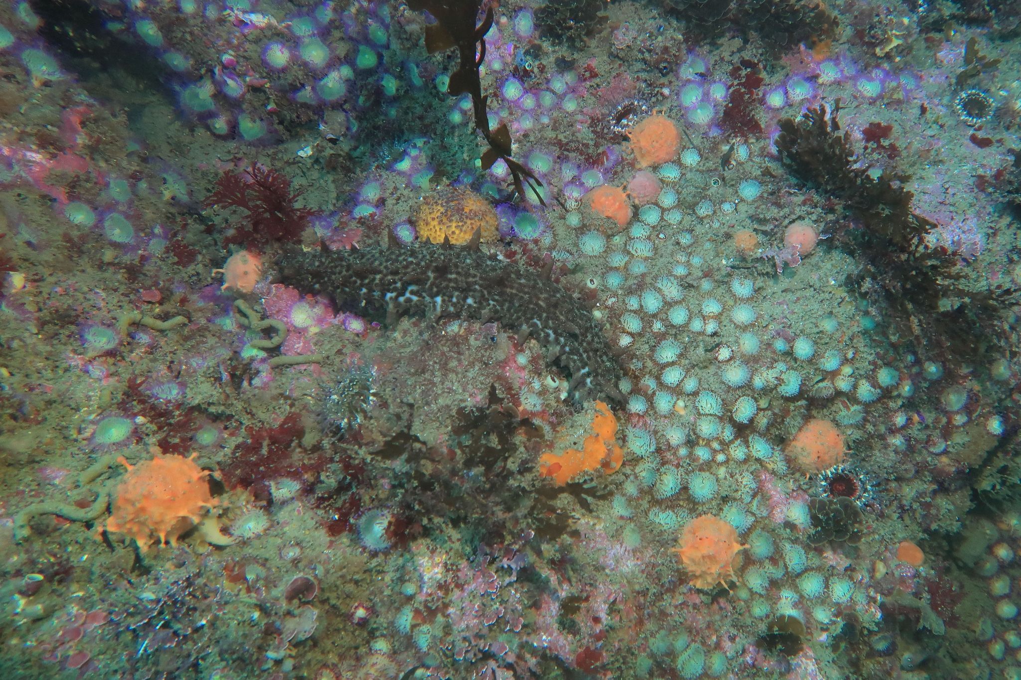 Diving Blog | Dive HQ Wellington